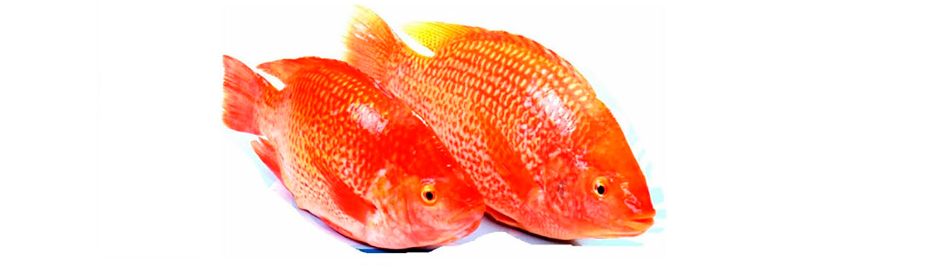 Tilapia Mojarra Roja - mojarra-roja